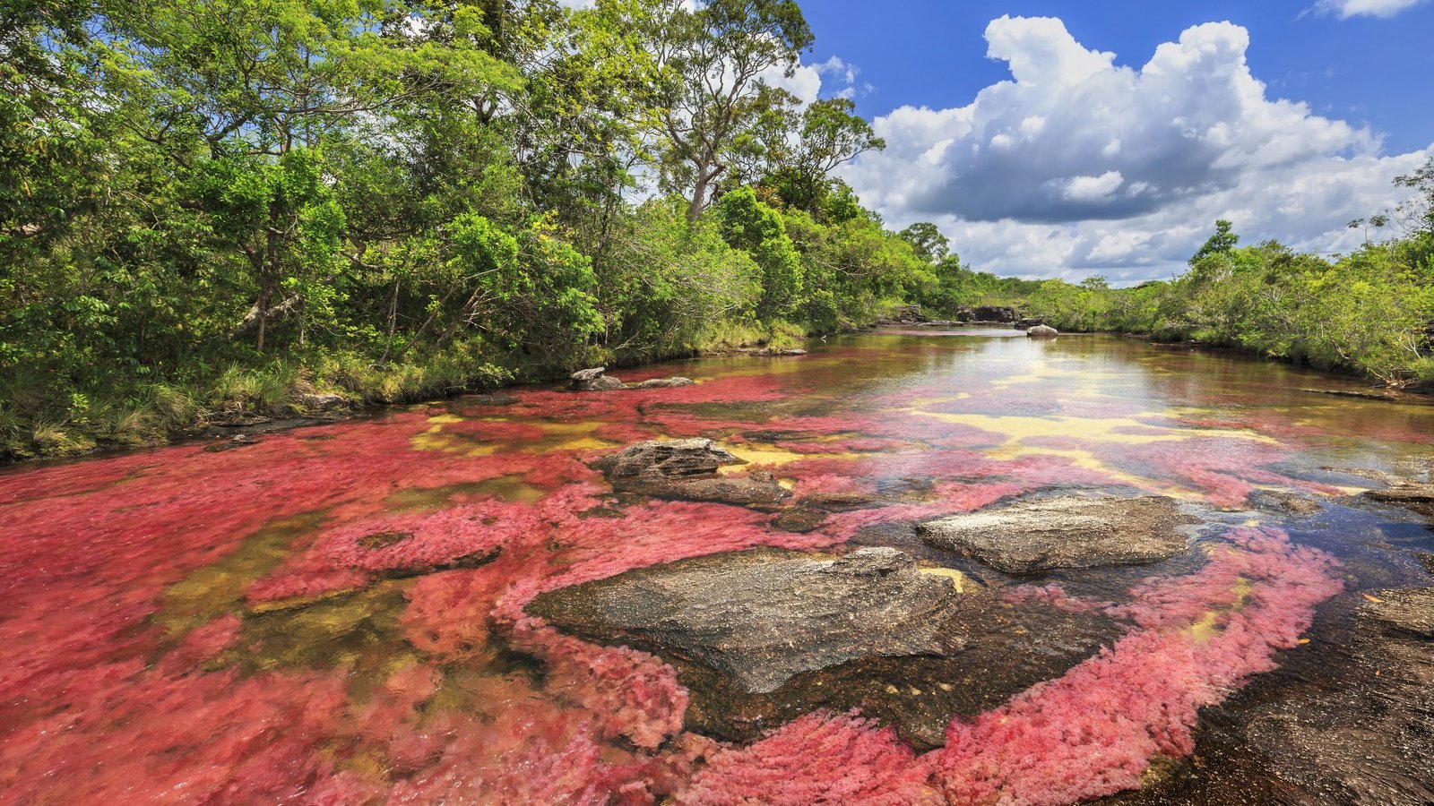 Caño Cristales - Découvrez la plus belle rivière du monde
