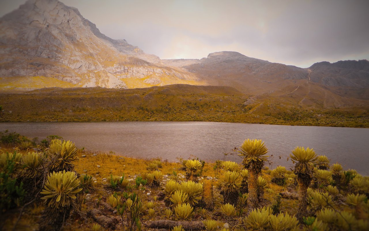 The importance of paramo ecosystem and where to find it in Colombia ...